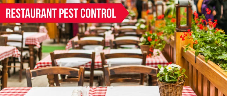 How to Keep Your Restaurant Rodent Free How to Keep Your Restaurant Rodent Free